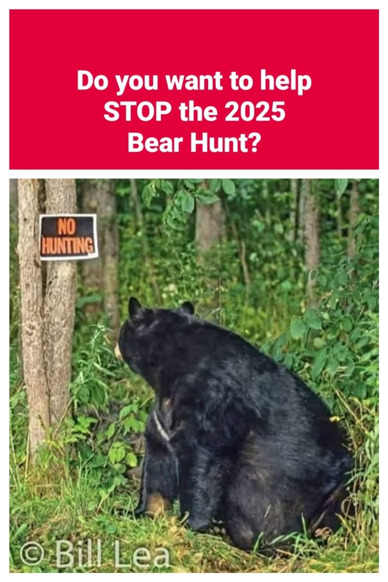 Stop The Bear Hunt – Bear Warriors United